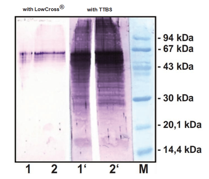 如何识别并避免免疫分析中的干扰？_抗体_检测_反应
