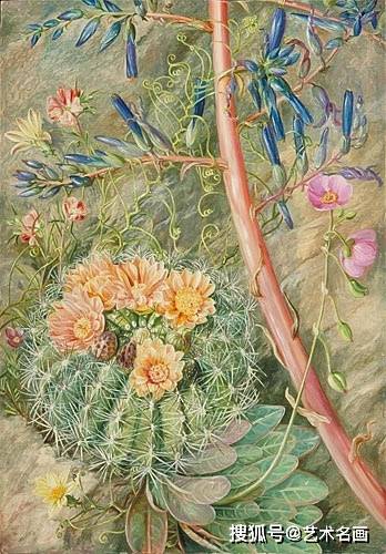 Marianne North的植物手绘 -6park.com