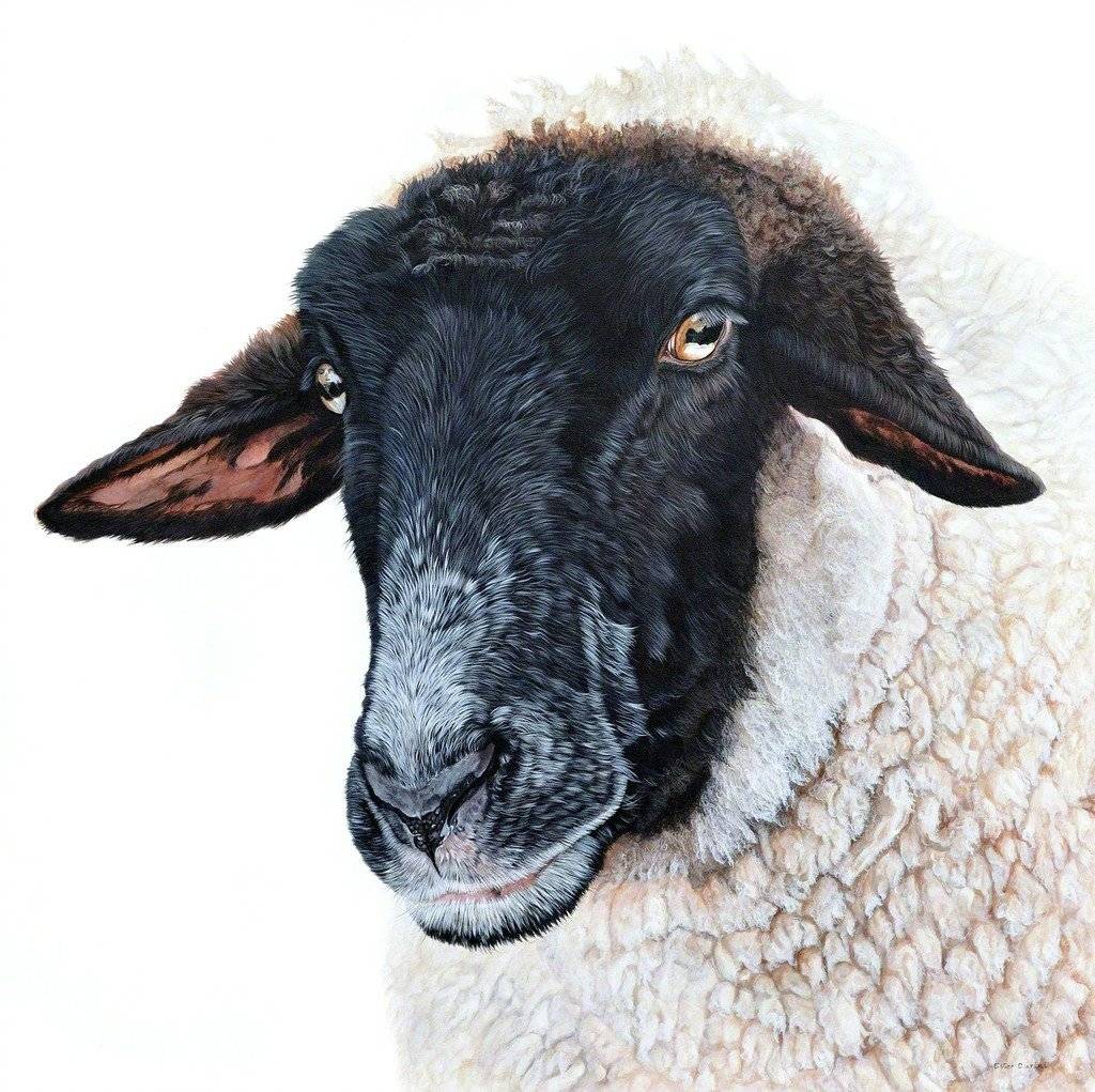 画家 Ester Curini 画笔下的动物-搜狐大视野-搜狐新闻