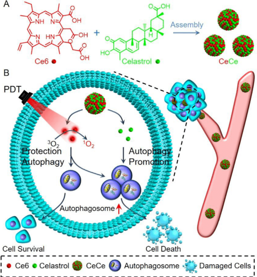 前沿速递丨光动力疗法—促进肿瘤自噬新技术_CeCe_细胞_研究