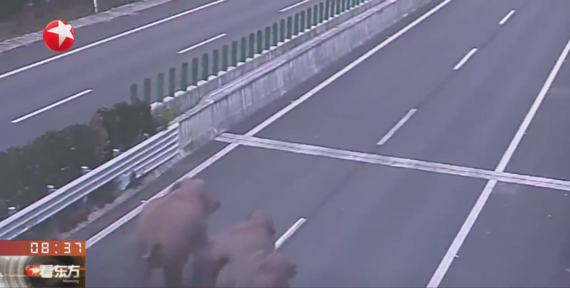 云南野象组队逛高速 测速牌显示17km/h-搜狐大视野-搜狐新闻