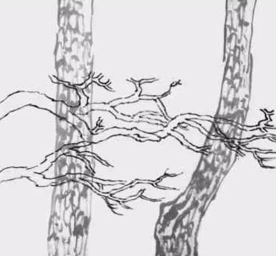 【图文示范教程】松树的画法_松针