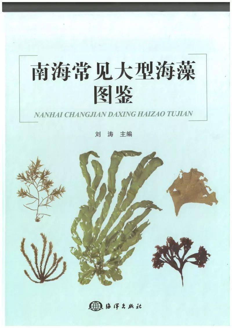 海藻图鉴（17）| 布多藻 Boodlea composite_海洋