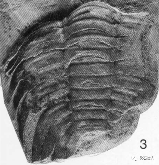 中国早古生代畸形三叶虫十例_末端