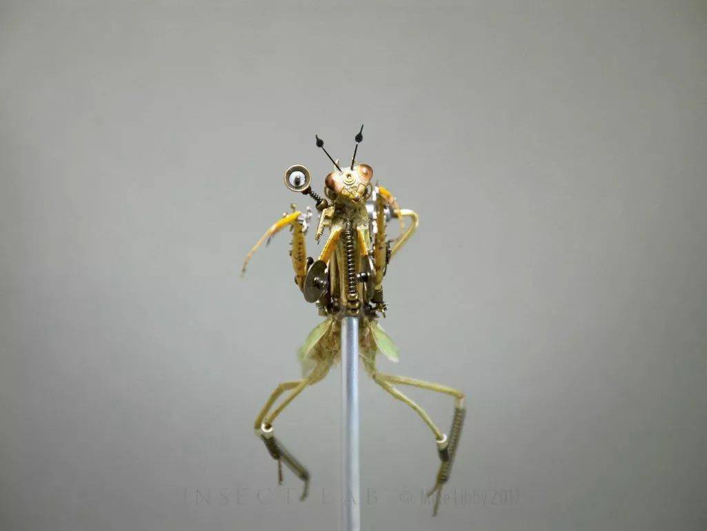 机械昆虫艺术家 Mike Libby-搜狐大视野-搜狐新闻