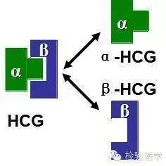 一个HCG数值就看出这么多东西？还有一点你绝对没想到！_子宫内膜