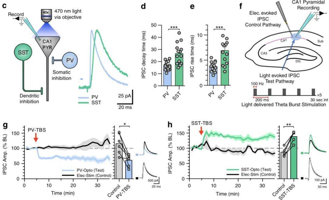 《自然-通讯》：中间神经元——稳定空间记忆的关键_可塑性