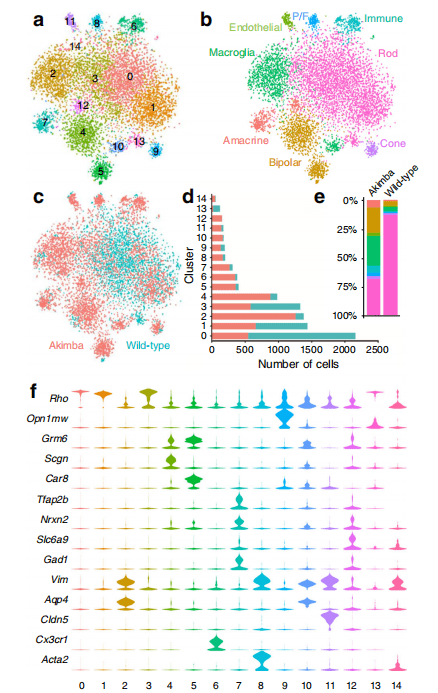 Akimba小鼠视网膜的单细胞转录组分析揭示了糖尿病视网膜病变病理生物学中细胞类型的特异性 | 单细胞专题-搜狐大视野-搜狐新闻