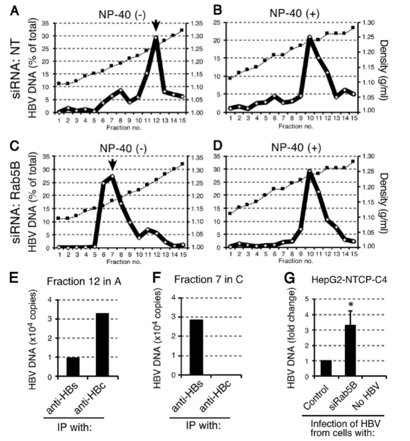 小GTPase Rab蛋白Rab5B调节乙型肝炎病毒颗粒的产生_siRNA