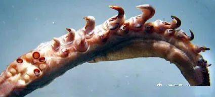 海洋科普（1259）| 中国海域鱿鱼图鉴_Abralia