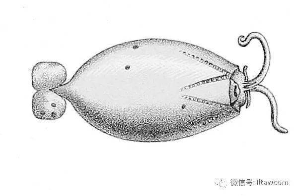 海洋科普（1259）| 中国海域鱿鱼图鉴_Abralia