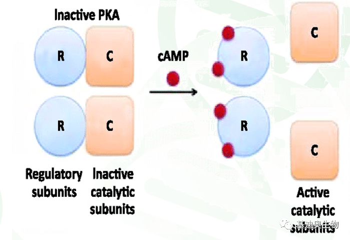第一个发现的细胞内第二信号——cAMP信号通路（下）_调节