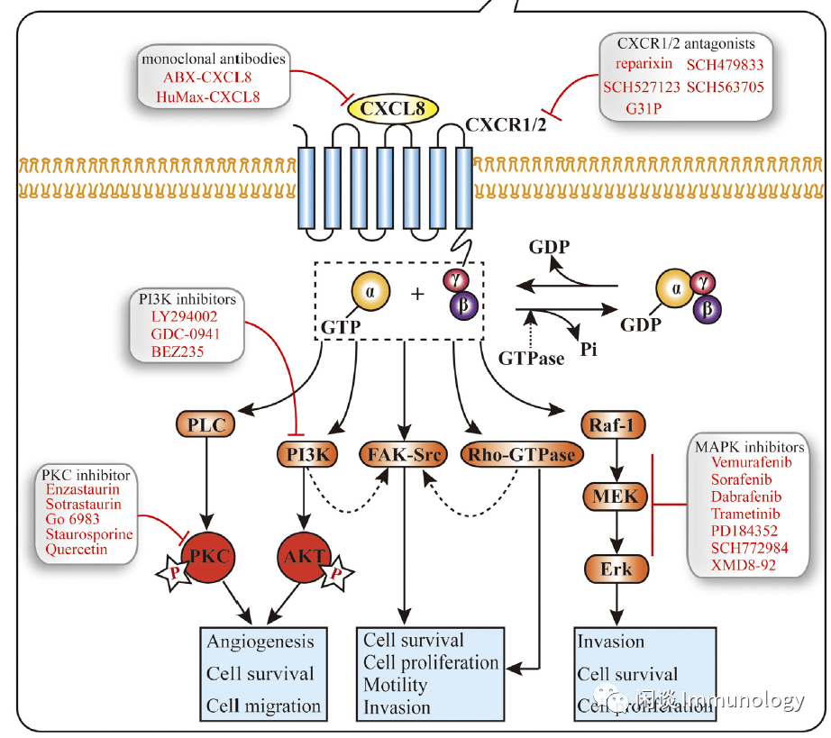 IL-8促进肿瘤发展，免疫治疗新靶点_Cancer