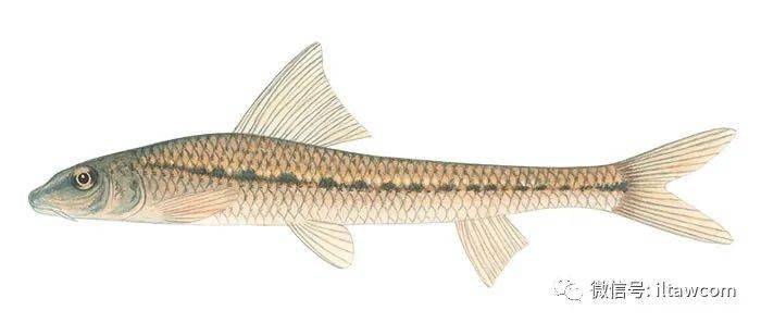 中国淡水鱼类图鉴（二）_评估