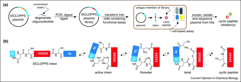 探针资本_行业研究：环肽药物_pharma