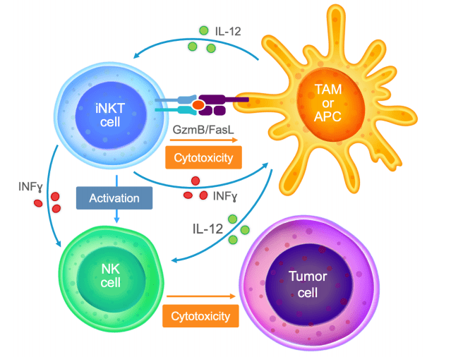 早期临床数据显示iNKT治疗重度新冠肺炎有效，75%的患者成功拔管出院丨医麦猛爆料_Agenus