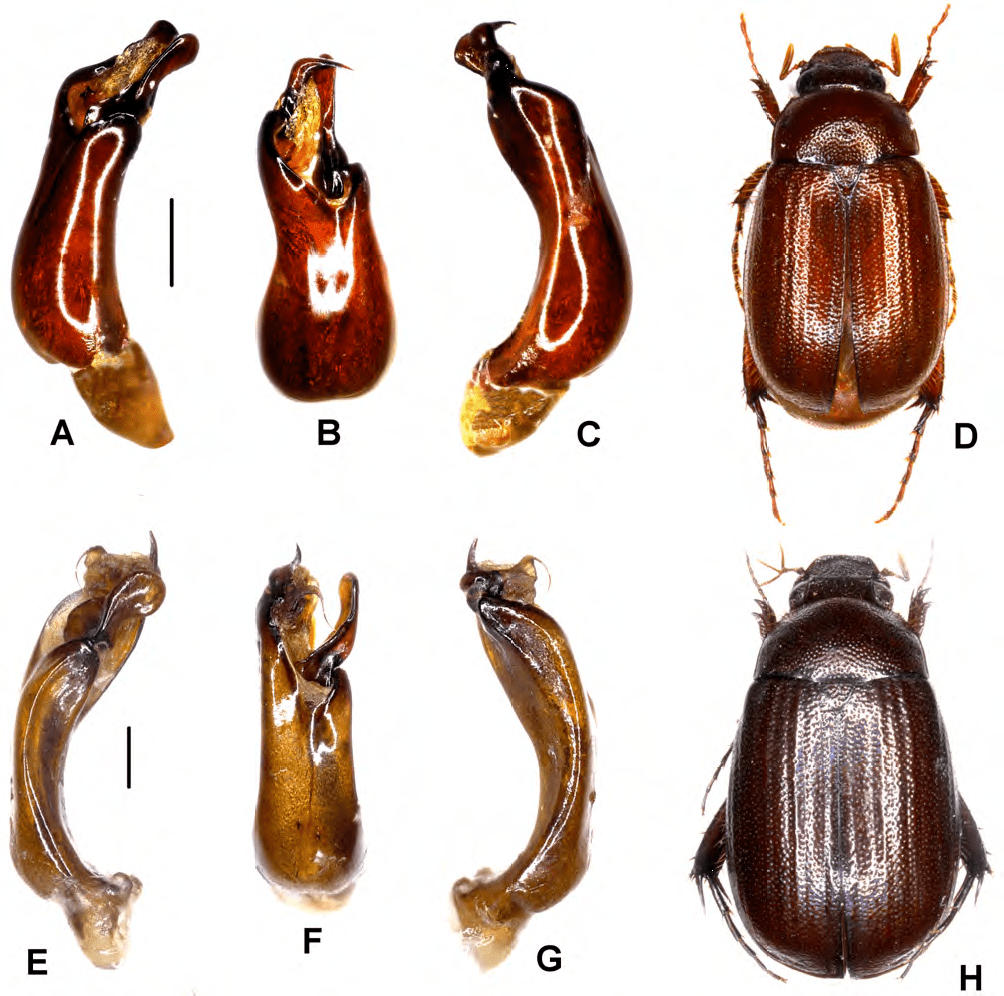 【虫研捷报】中德合作完成中国码绢金龟属Maladera修订_研究