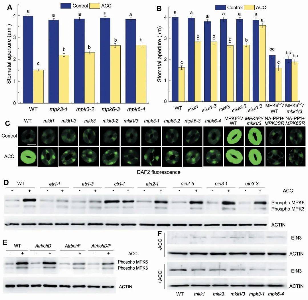 陕西师范大学贺军民课题组揭示MKK1/3-MPK3/6级联途径在乙烯诱导气孔关闭中的作用_研究