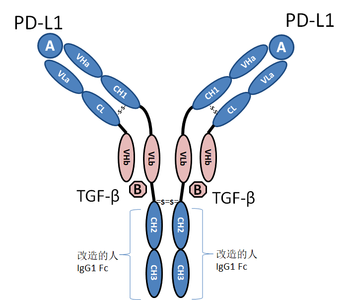 广谱晚期实体瘤新药！友芝友生物PD-L1/TGF-β双特异性抗体申报获得NMPA受理_肿瘤