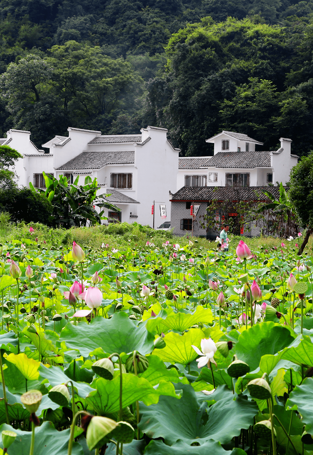 桂林的世外桃源——恭城_瑶乡