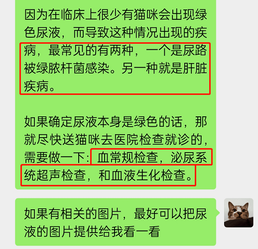 救命！我家猫尿竟然绿了！医生