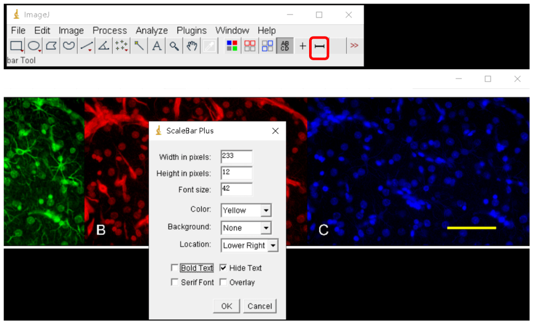 老司机带你使用ImageJ高效分析图片_tools
