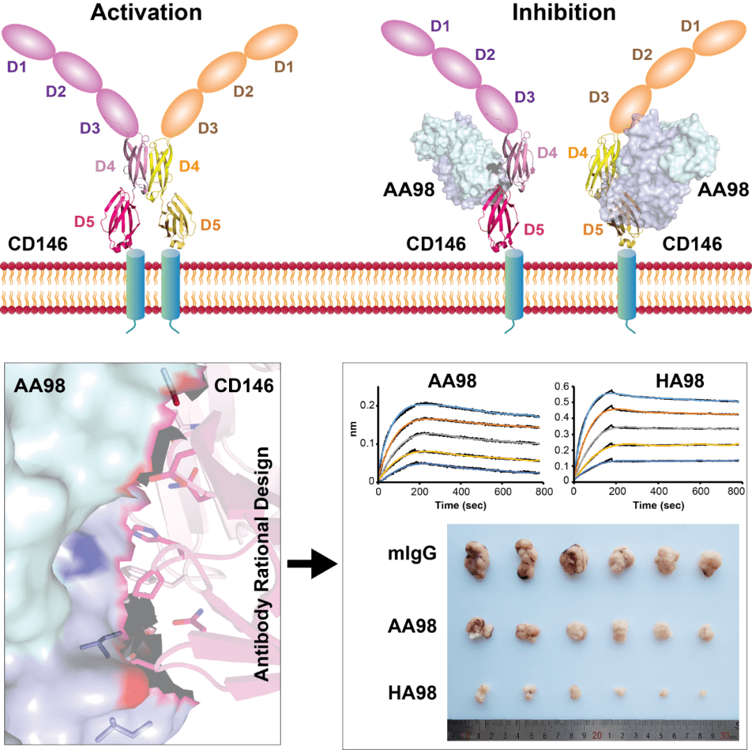 阎锡蕴/谢灿团队合作揭示肿瘤新靶点CD146促瘤功能及其抗体AA98抑瘤功能的结构基础_中国科学院