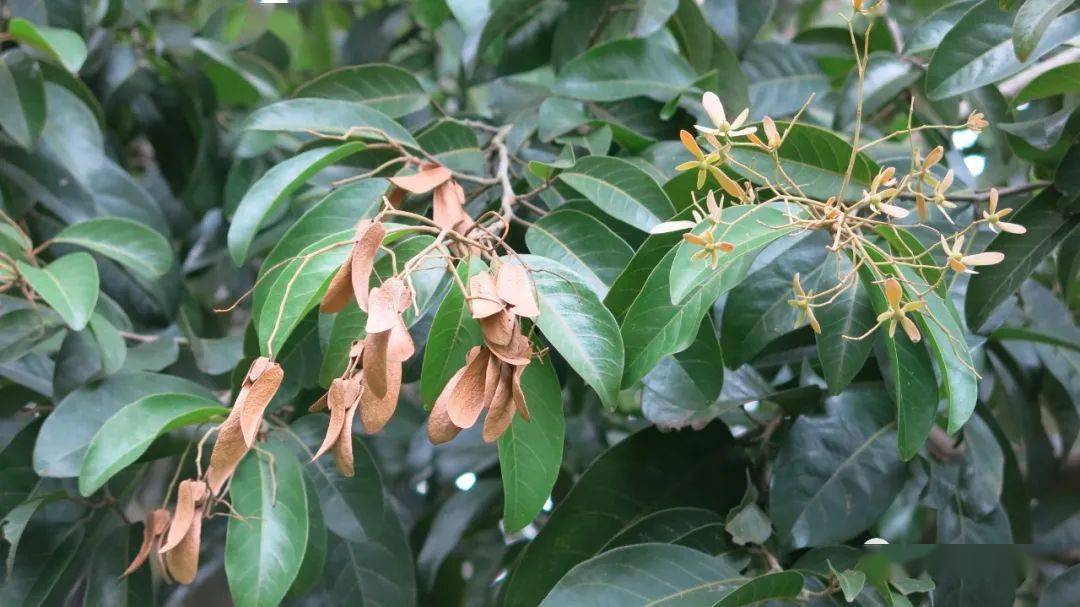 龙脑熏香话青梅_香科