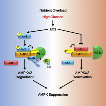 高糖又能有什么坏心眼呢？Cell子刊揭秘AMPK负向调控新大陆的反套路！_研究
