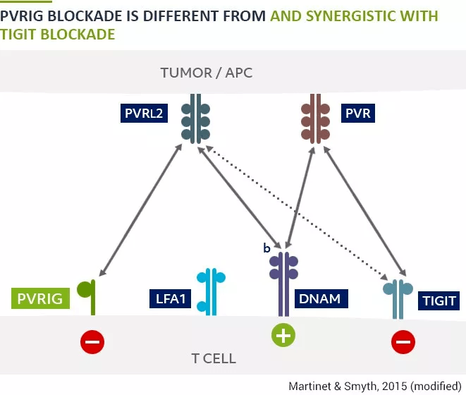 速递 | 同时靶向TIGIT、PD-1和PVRIG三种免疫检查点，联合疗法完成首例给药_癌细胞