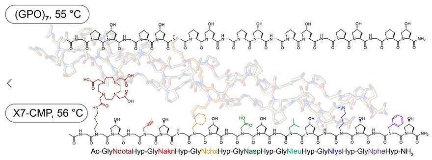 【化学生物学】用类肽残基重新构建胶原三螺旋_N-gly