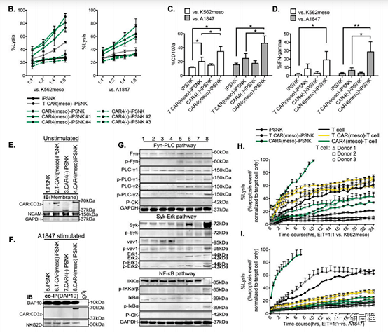 iPSC衍生的CAR-NK的抗肿瘤功能_细胞