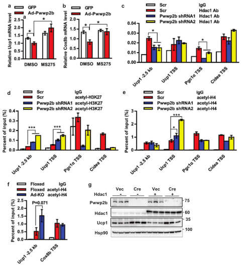 项目文章 Adv Sci (IF=15.804)|可爱小胖的福音！复旦大学潘东宁团队发现调控脂肪产热重要蛋白_Ucp