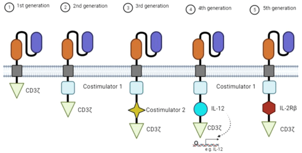 头颈癌（HNC）免疫疗法研究综述_细胞