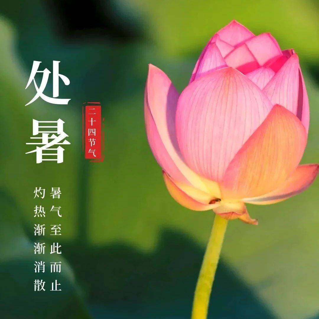 处暑 暑去秋来，祝君安康！愿君