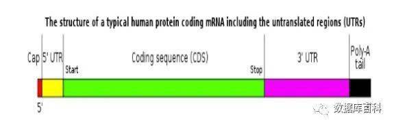 3'UTR是做什么的？_研究