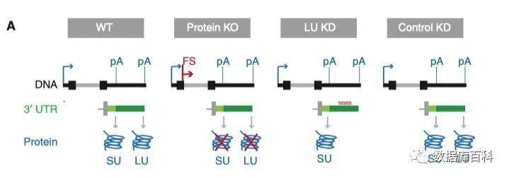3'UTR是做什么的？_研究