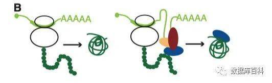 3'UTR是做什么的？_研究