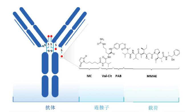一文读懂全球已批准的14款ADC药物及偶联技术_化疗