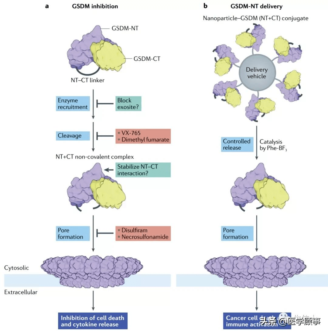 焦亡以及GSDMs蛋白你了解多少呢？_细胞