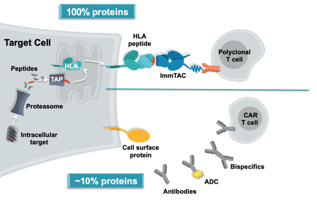 TcE双特异性抗体的挑战及改进策略_细胞