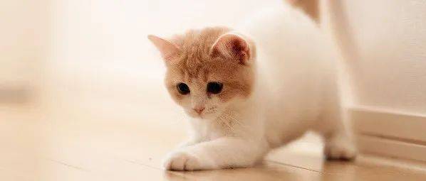 六六 | 家有三只猫_老大