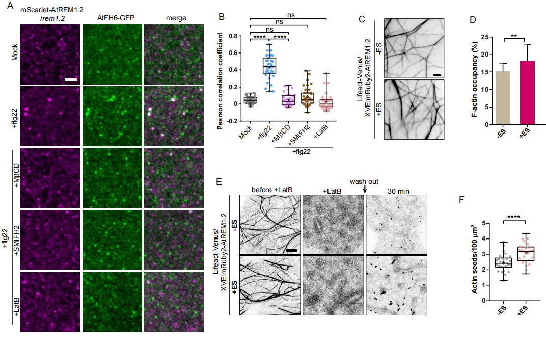 Plant Cell| 南洋理工大学揭示拟南芥先天免疫过程remorin调控formin形成膜纳米域影响actin重塑的分子机理_组装