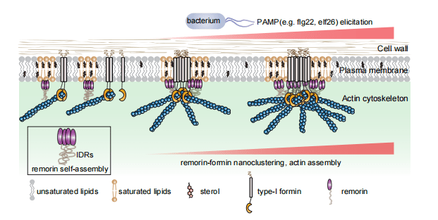 Plant Cell| 南洋理工大学揭示拟南芥先天免疫过程remorin调控formin形成膜纳米域影响actin重塑的分子机理_组装