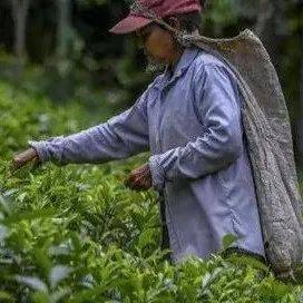 承认失败！宣布禁用化肥农药6个月后，该国农产品价格暴涨！_农业部_斯里兰卡政府_的生产