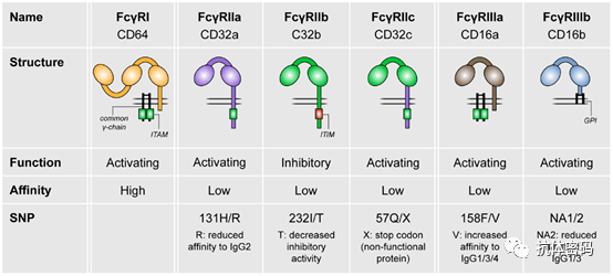 增强ADCC：HER2阳性乳腺癌免疫治疗_细胞_抗体_受体