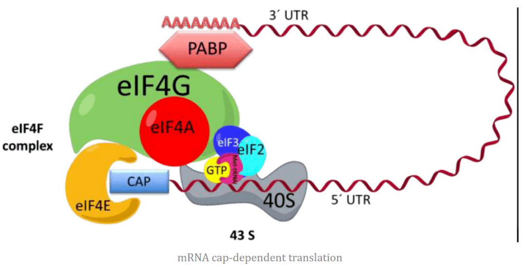 深度解析mRNA甲基化和帽子结构_Cap_合成_过程