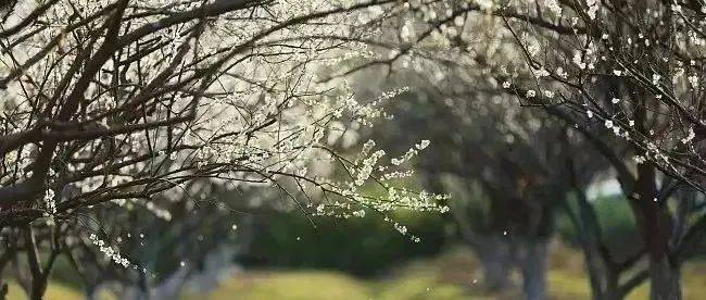 最文艺广州丨岁末大寒 浪漫赏 雪”黄埔区活动周市民