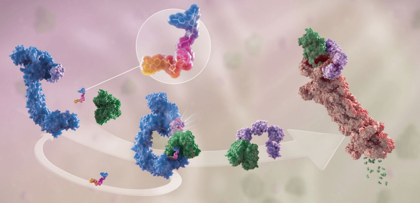 PROTAC技术20年来的发展：序幕已开，未来将至_分子_蛋白质_临床