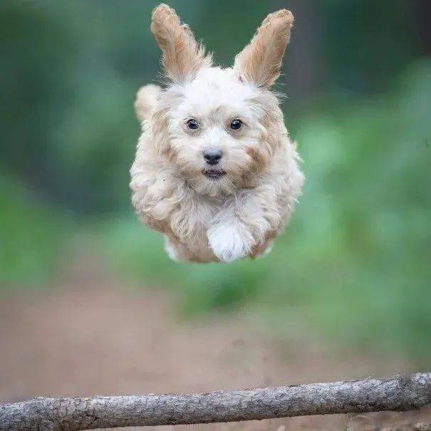 退休摄影师镜头下的狗勾跳墙_Nigel_Wallace_via